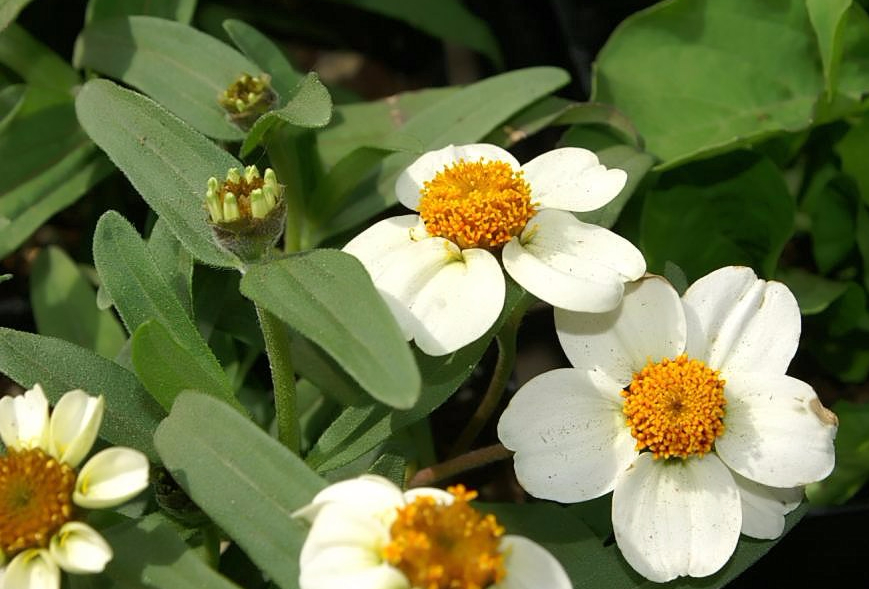 Best Low-Growing Zinnias For Gardens and Containers | John Denson's ...