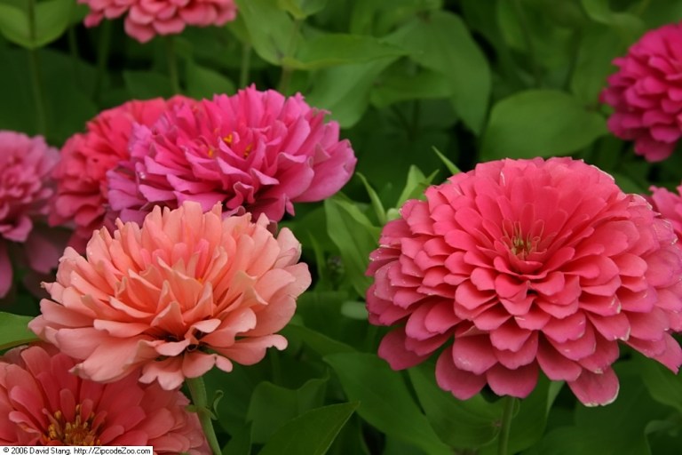 Best Low-Growing Zinnias For Gardens and Containers | John Denson's ...