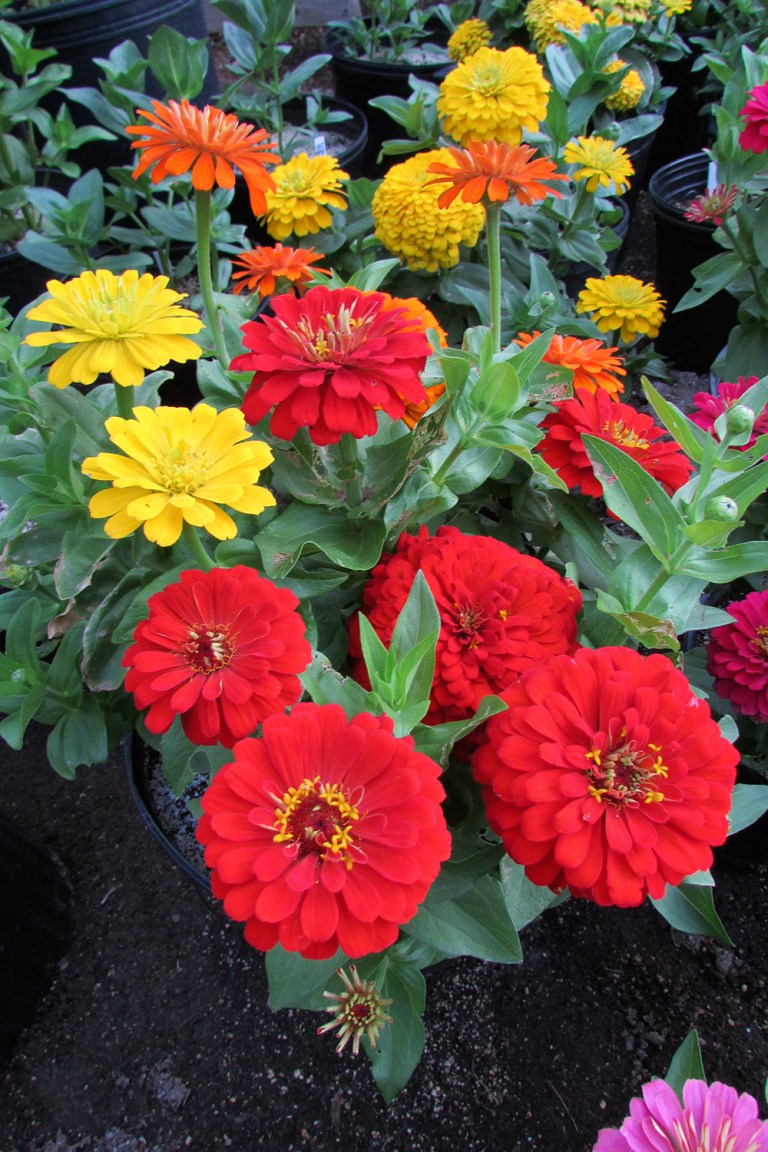 Best Low-Growing Zinnias For Gardens and Containers | John Denson's ...