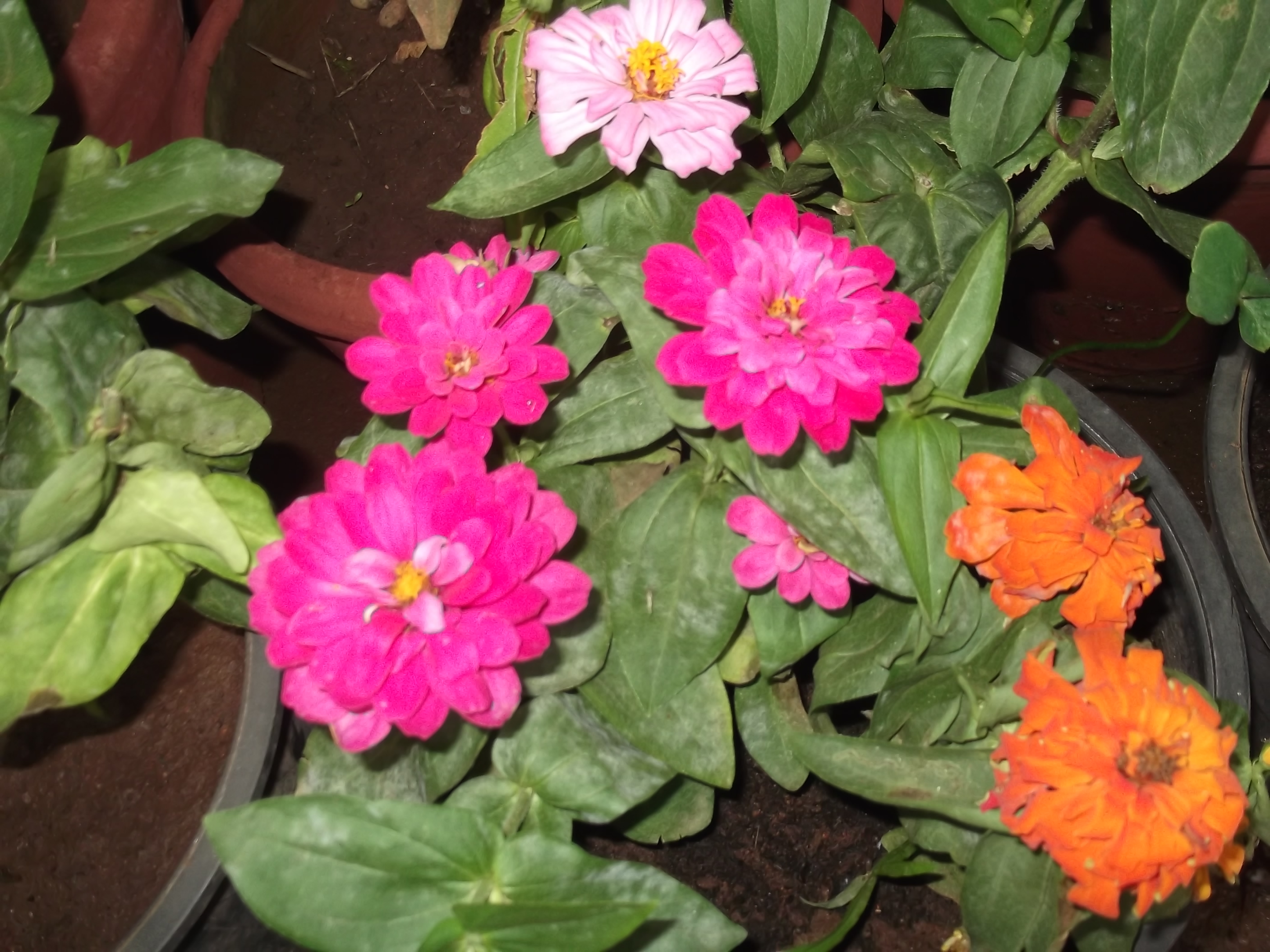 Best Low-Growing Zinnias For Gardens and Containers | John Denson's ...