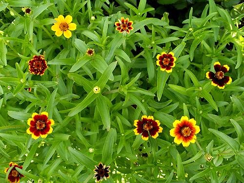 Best Low-Growing Zinnias For Gardens and Containers | John Denson's ...