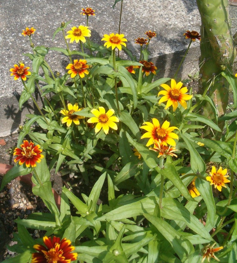 Best Low-Growing Zinnias For Gardens and Containers | John Denson's ...