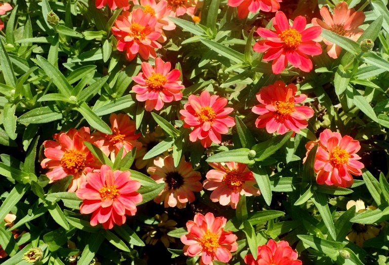 Best Low-Growing Zinnias For Gardens and Containers | John Denson's ...