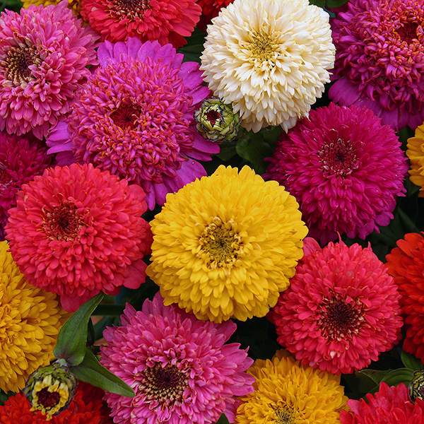 Best Low-Growing Zinnias For Gardens and Containers | John Denson's ...