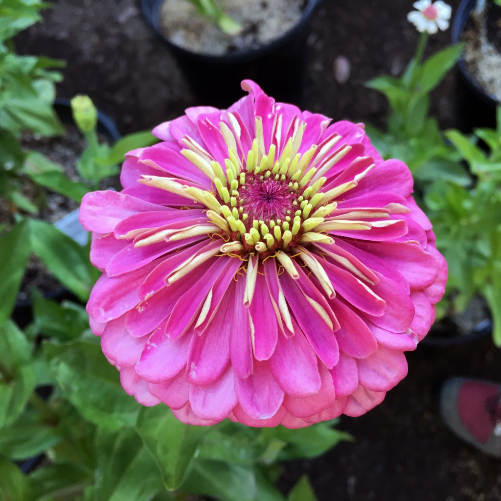 Best Zinnias for Cut Flowers | John Denson's World of Gardens