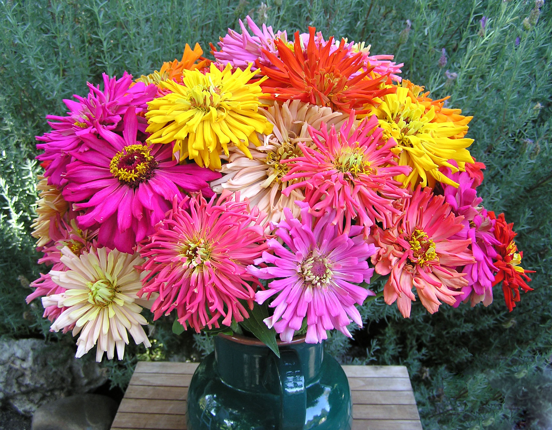 Best Zinnias for Cut Flowers | John Denson's World of Gardens