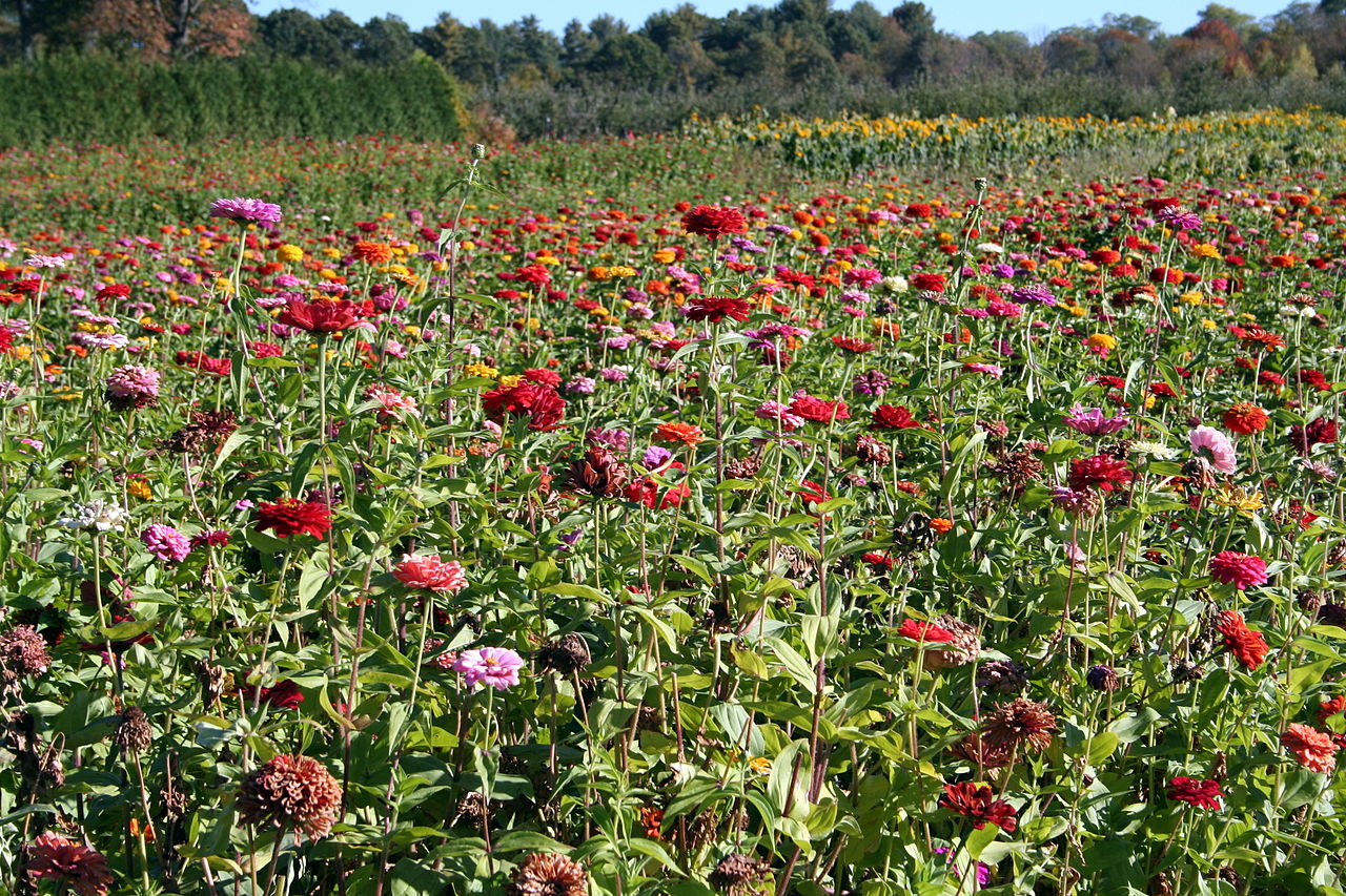 How to Grow Zinnias from Seed | John Denson's World of Gardens