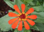 Best Low-Growing Zinnias For Gardens and Containers | John Denson's ...