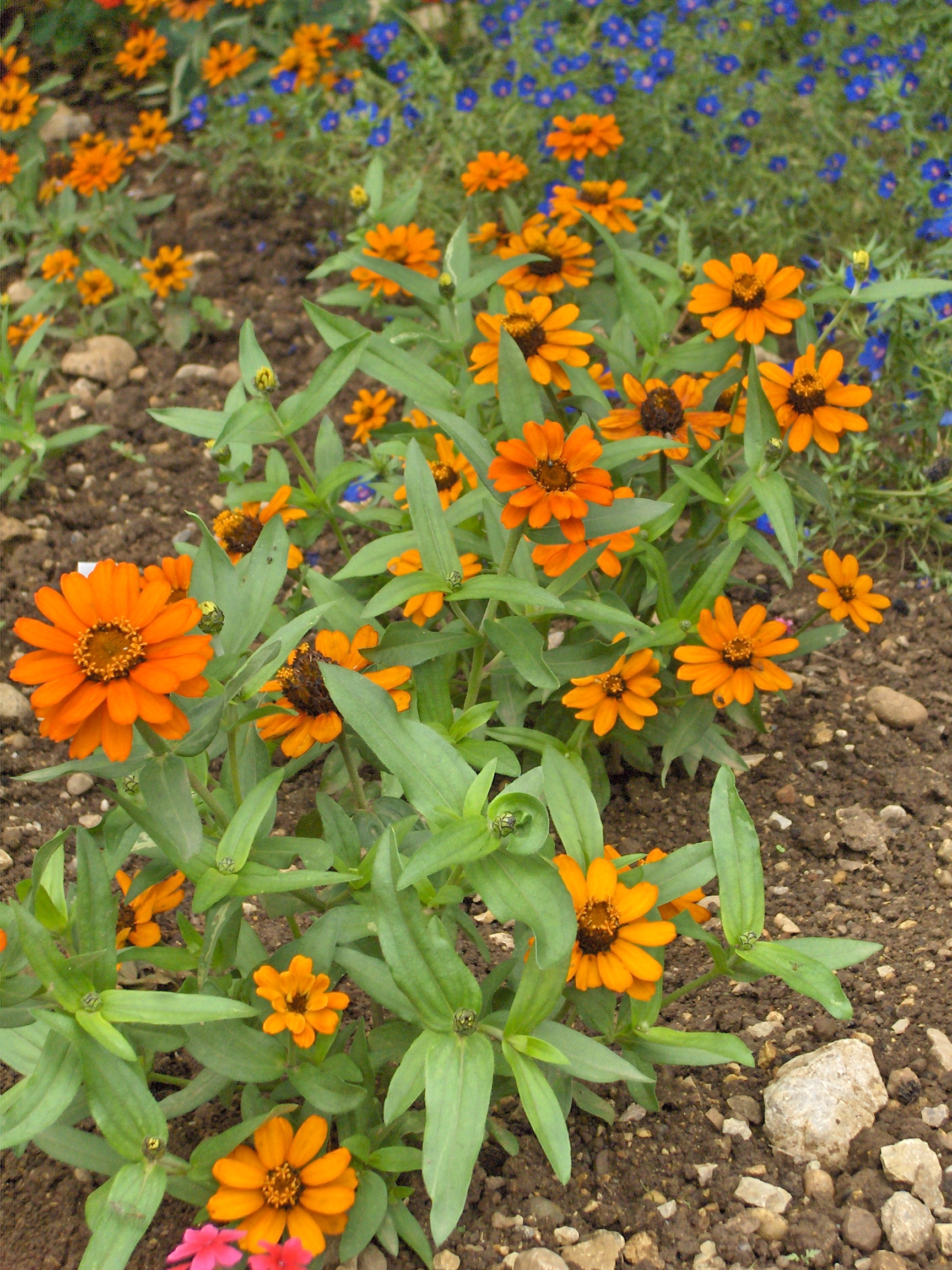 Best Low-Growing Zinnias For Gardens and Containers | John Denson's ...