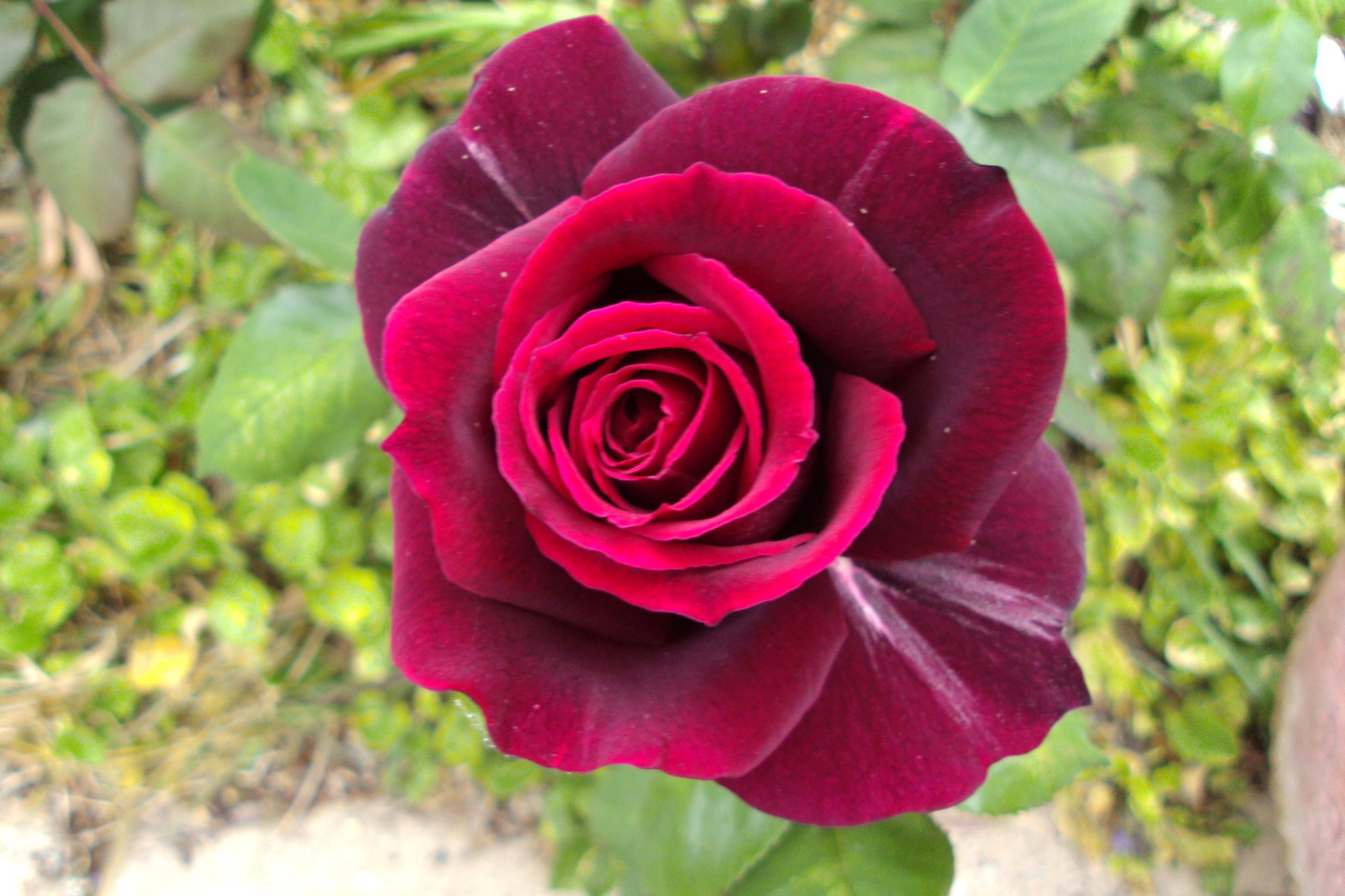 Best Roses for Arizona | John Denson's World of Gardens