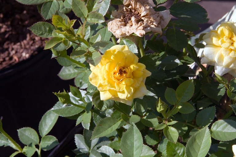 Top 7 Miniature Roses | John Denson's World of Gardens
