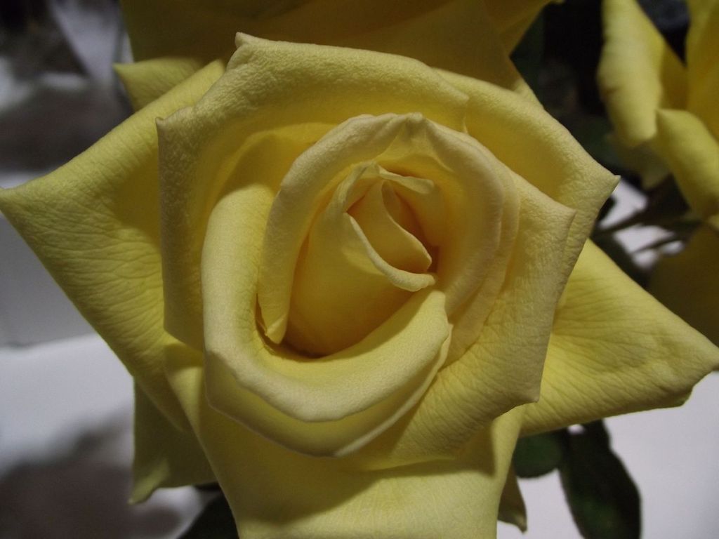 Best Roses for Arizona | John Denson's World of Gardens