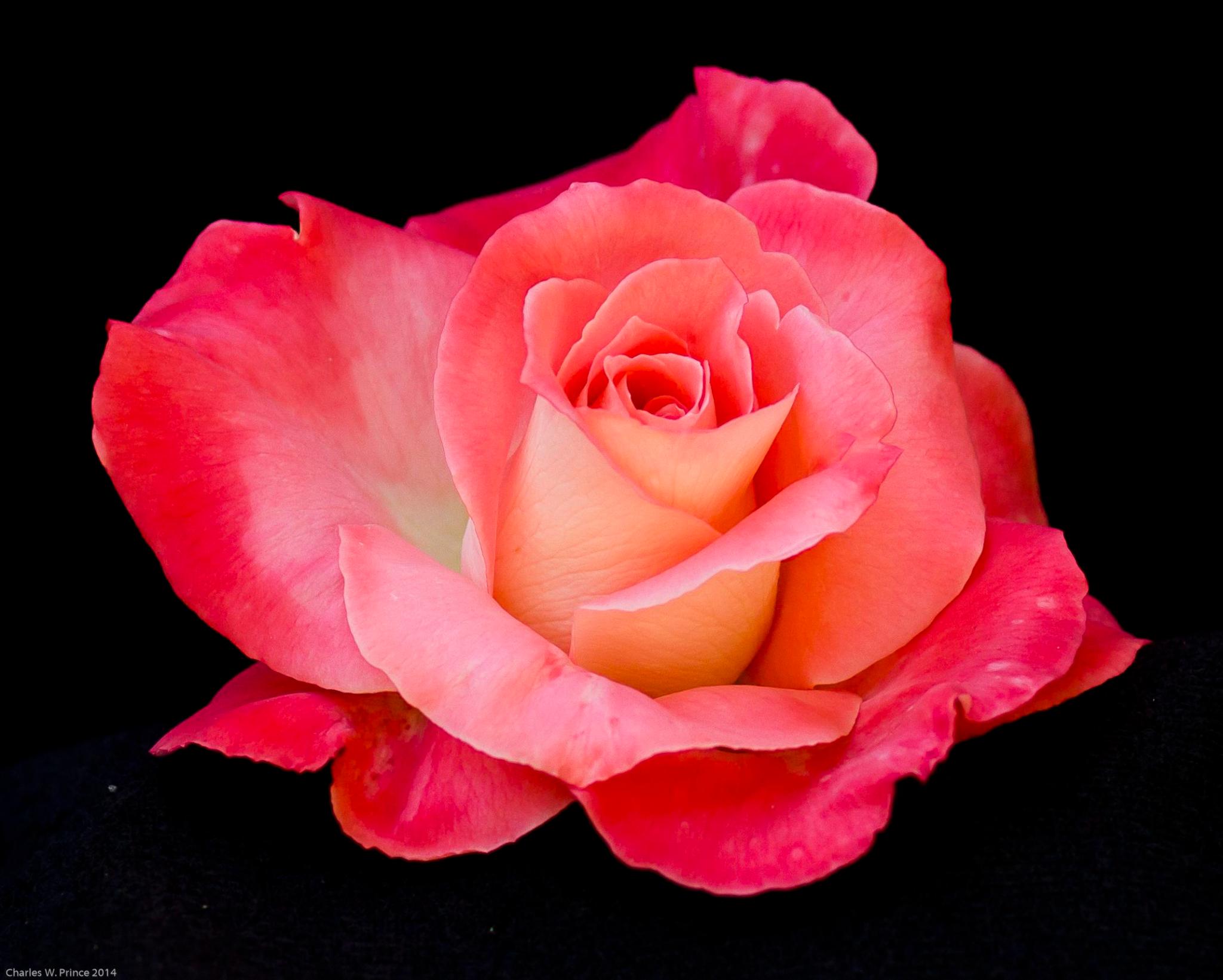 Best Roses for Arizona | John Denson's World of Gardens