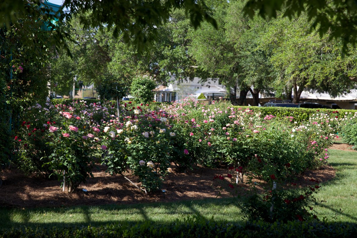 How to Prune Hybrid Tea Roses | John Denson's World of Gardens