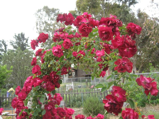 How to Grow Climbing Roses | John Denson's World of Gardens