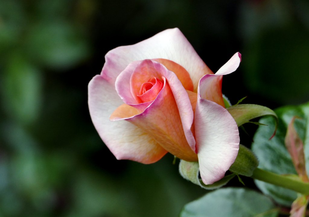How to Prune Hybrid Tea Roses | John Denson's World of Gardens