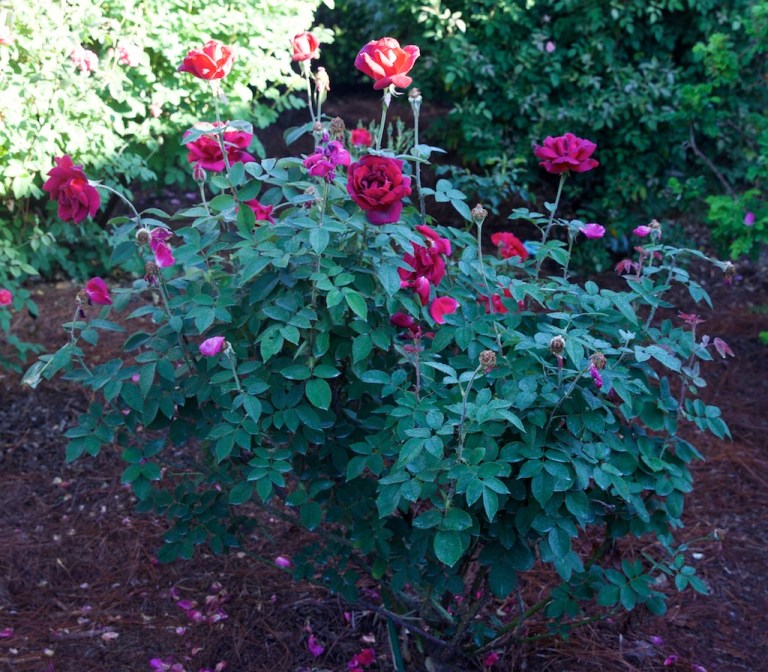 Best Roses for Arizona | John Denson's World of Gardens