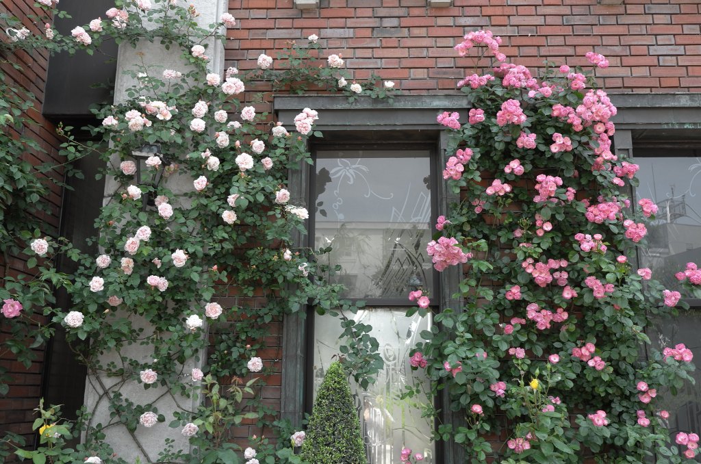 How to Grow Climbing Roses | John Denson's World of Gardens