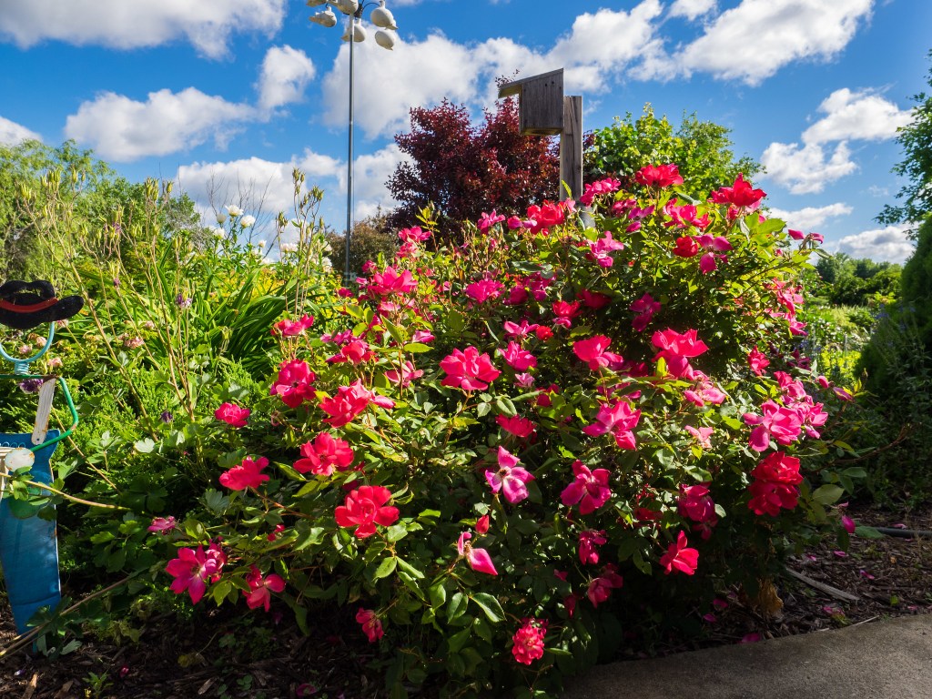 Top 5 Roses for Shade | John Denson's World of Gardens