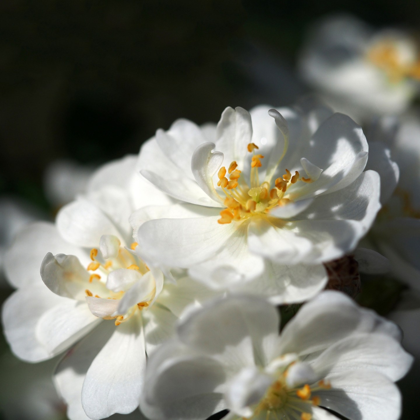 Top 7 Miniature Roses | John Denson's World of Gardens