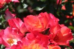 Top 5 Roses for Shade | John Denson's World of Gardens