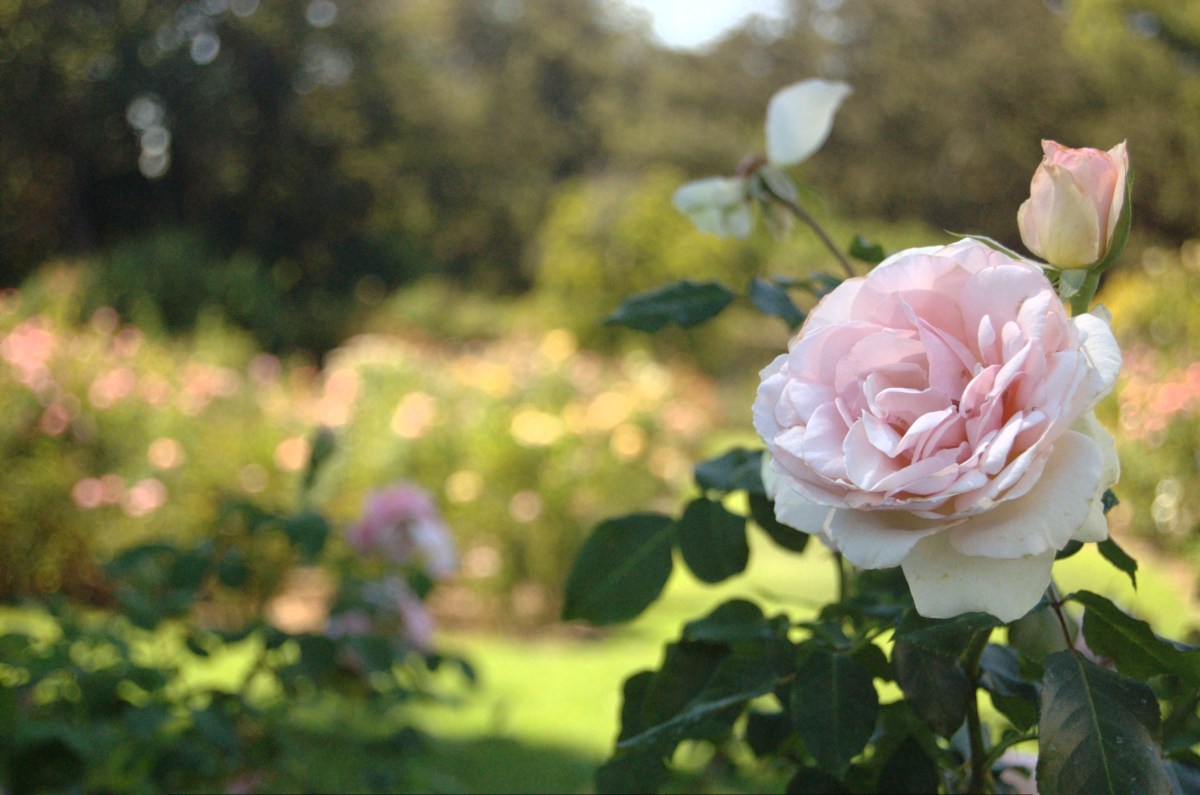 Best Roses for Arizona | John Denson's World of Gardens