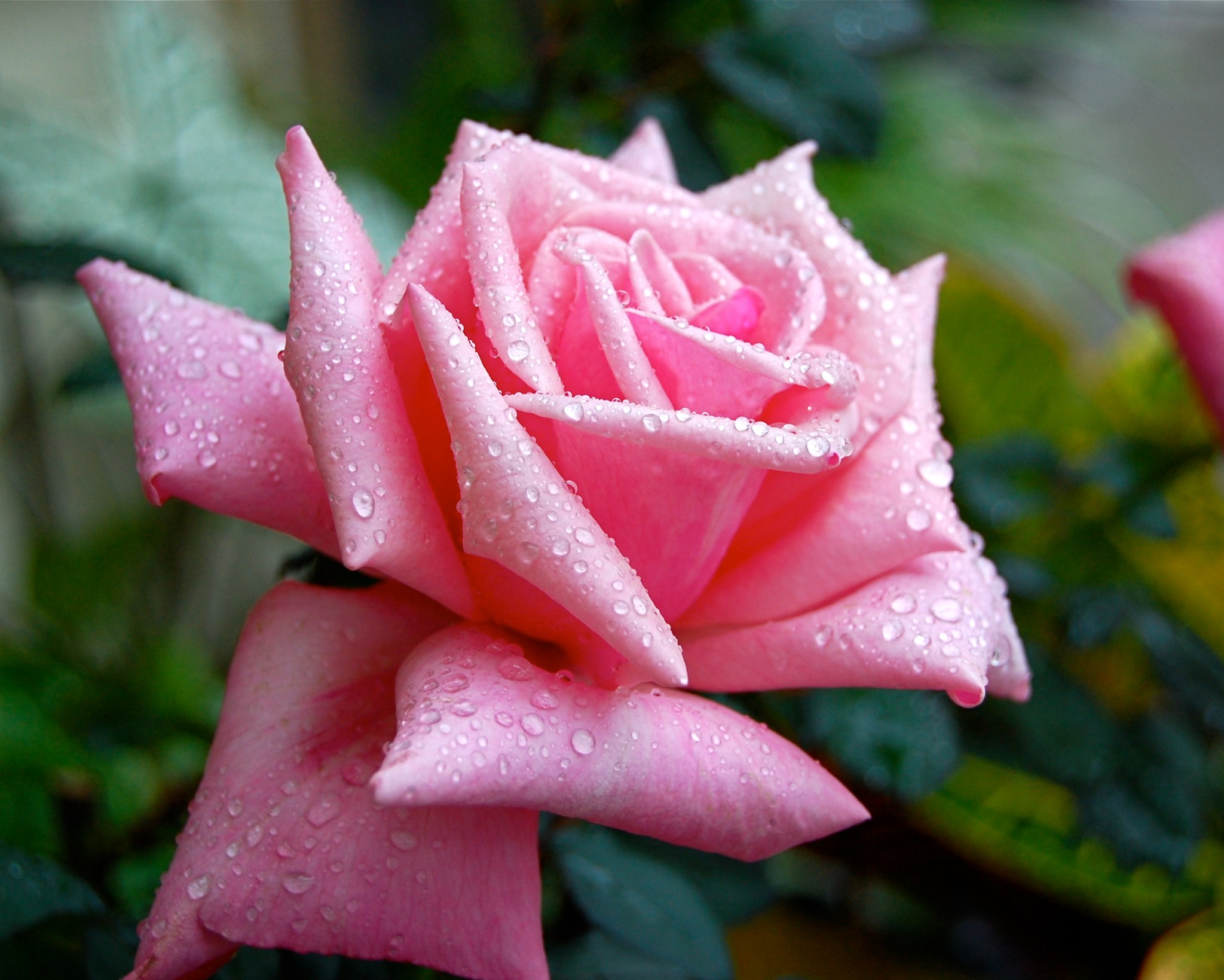 Best Roses for Arizona | John Denson's World of Gardens