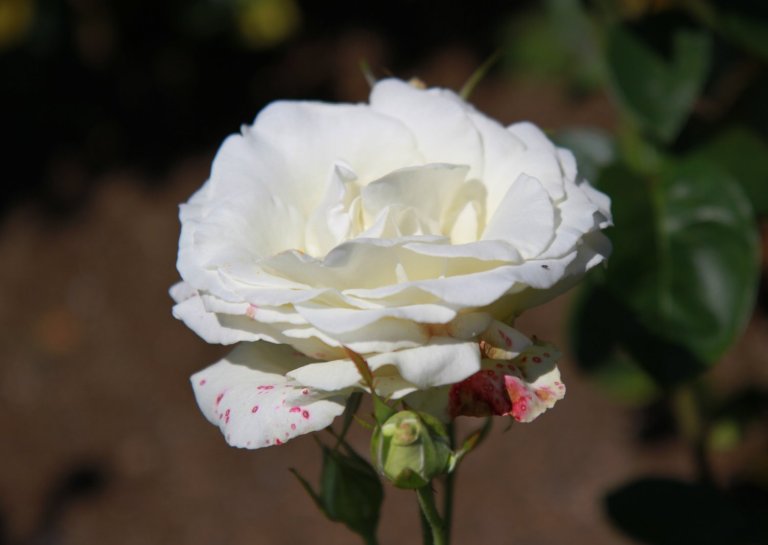 Best Roses for Arizona | John Denson's World of Gardens