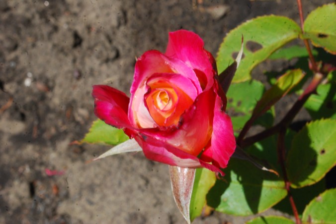 How to Prune Hybrid Tea Roses | John Denson's World of Gardens