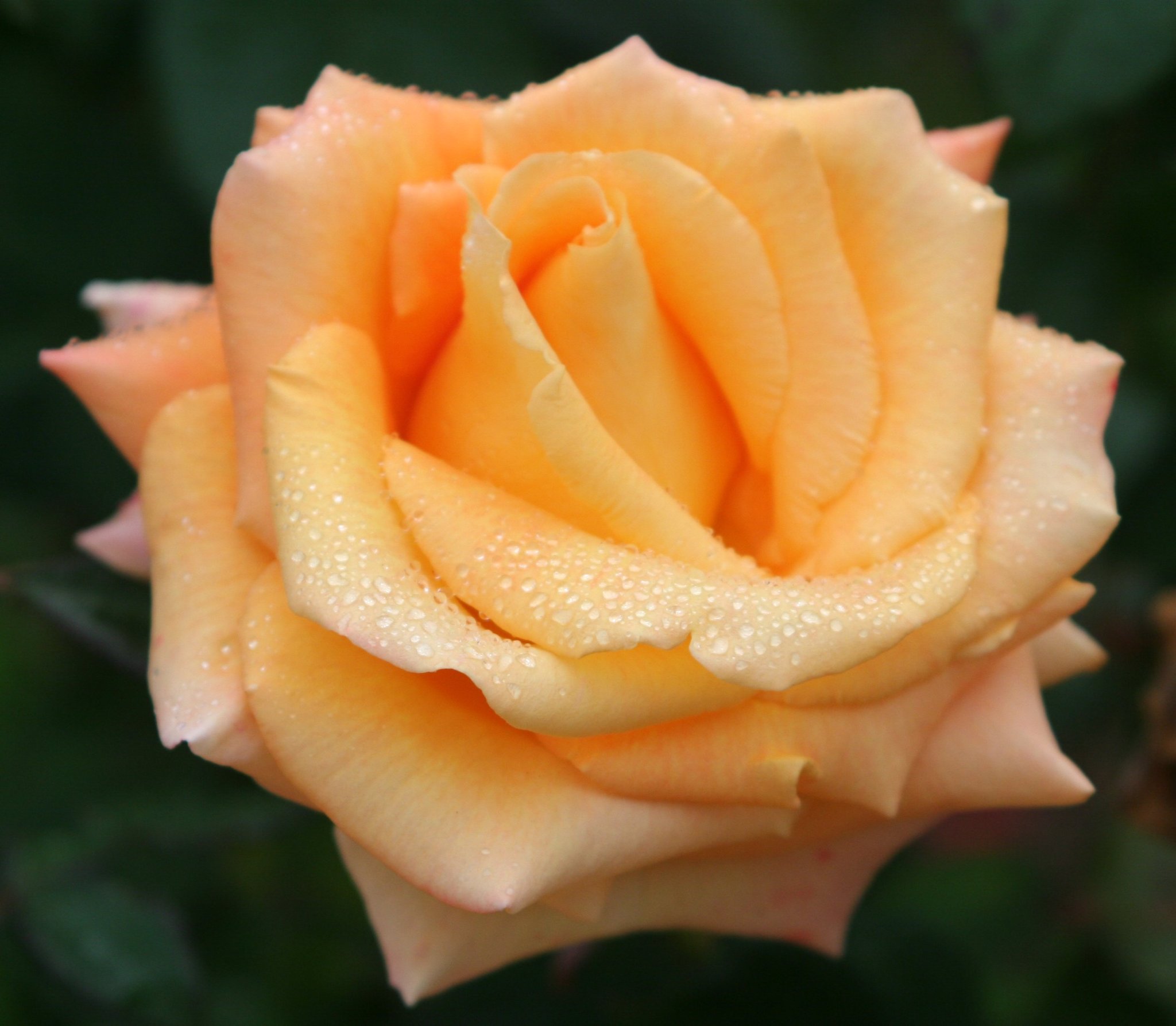 Best Roses for Arizona | John Denson's World of Gardens