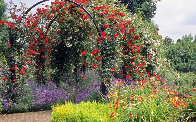 How to Grow Climbing Roses | John Denson's World of Gardens