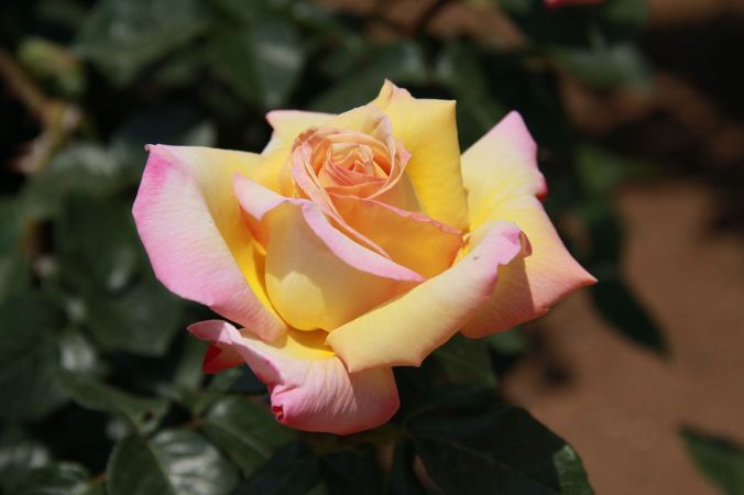 Best Roses for Arizona | John Denson's World of Gardens