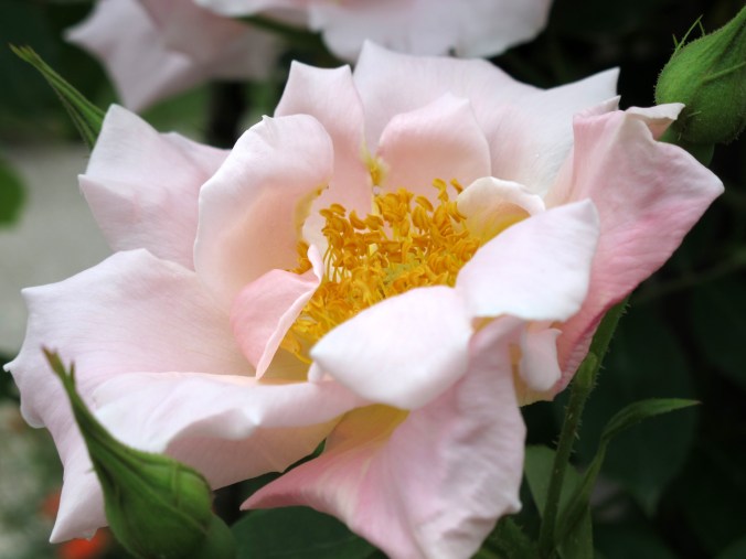 Top 7 Miniature Roses | John Denson's World of Gardens