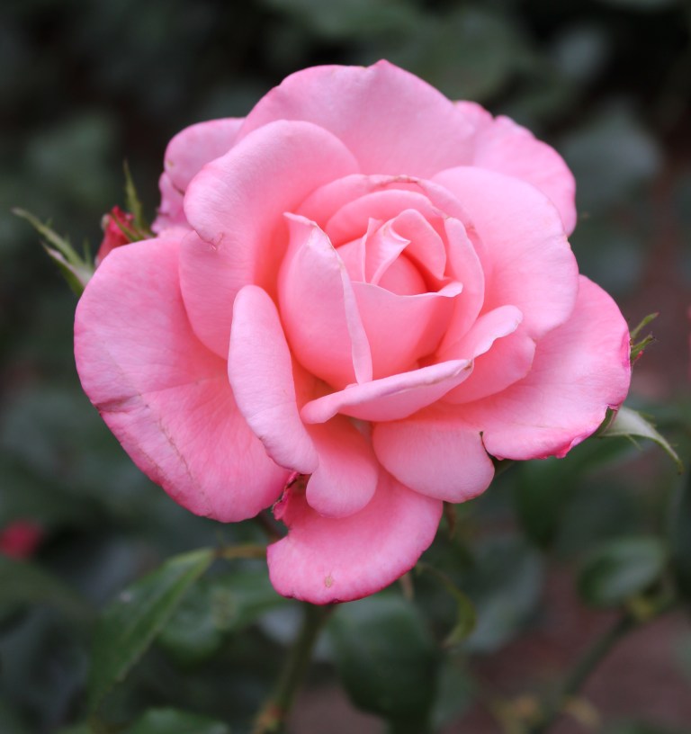 Best Roses for Arizona | John Denson's World of Gardens