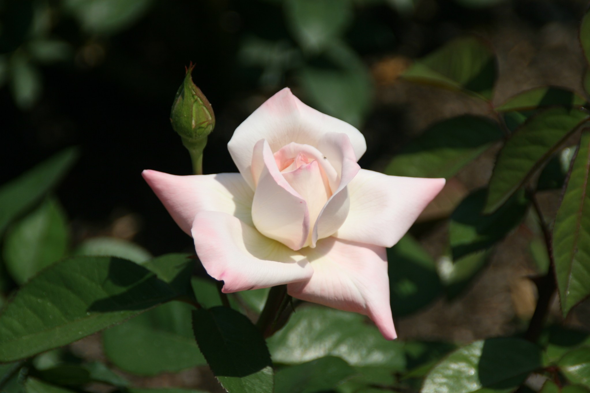 Best Roses for Arizona | John Denson's World of Gardens