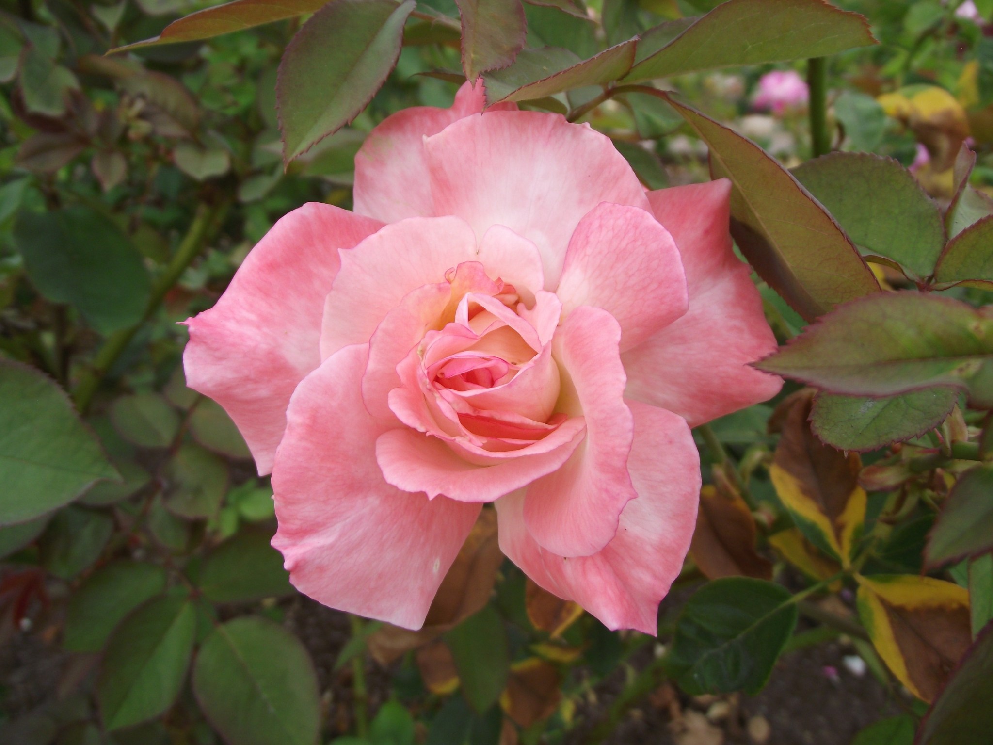 Best Roses for Arizona | John Denson's World of Gardens