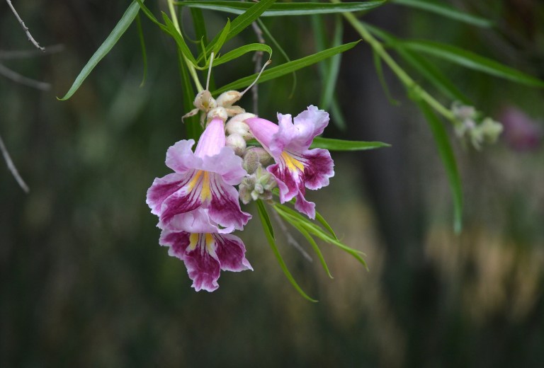 Desert Willow (Chilopsis linearis) | John Denson's World of Gardens