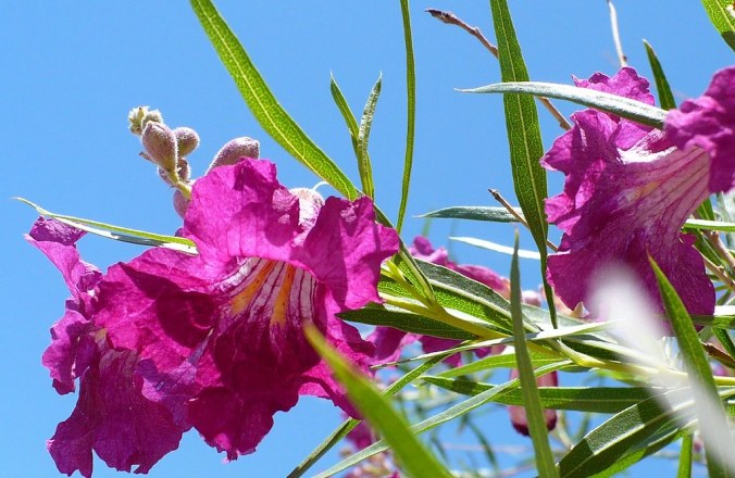 Desert Willow (Chilopsis linearis) | John Denson's World of Gardens