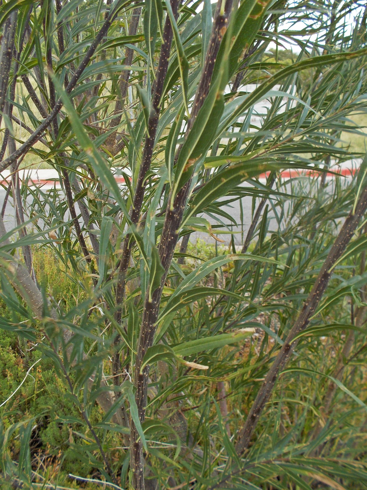 Desert Willow (Chilopsis linearis) | John Denson's World of Gardens