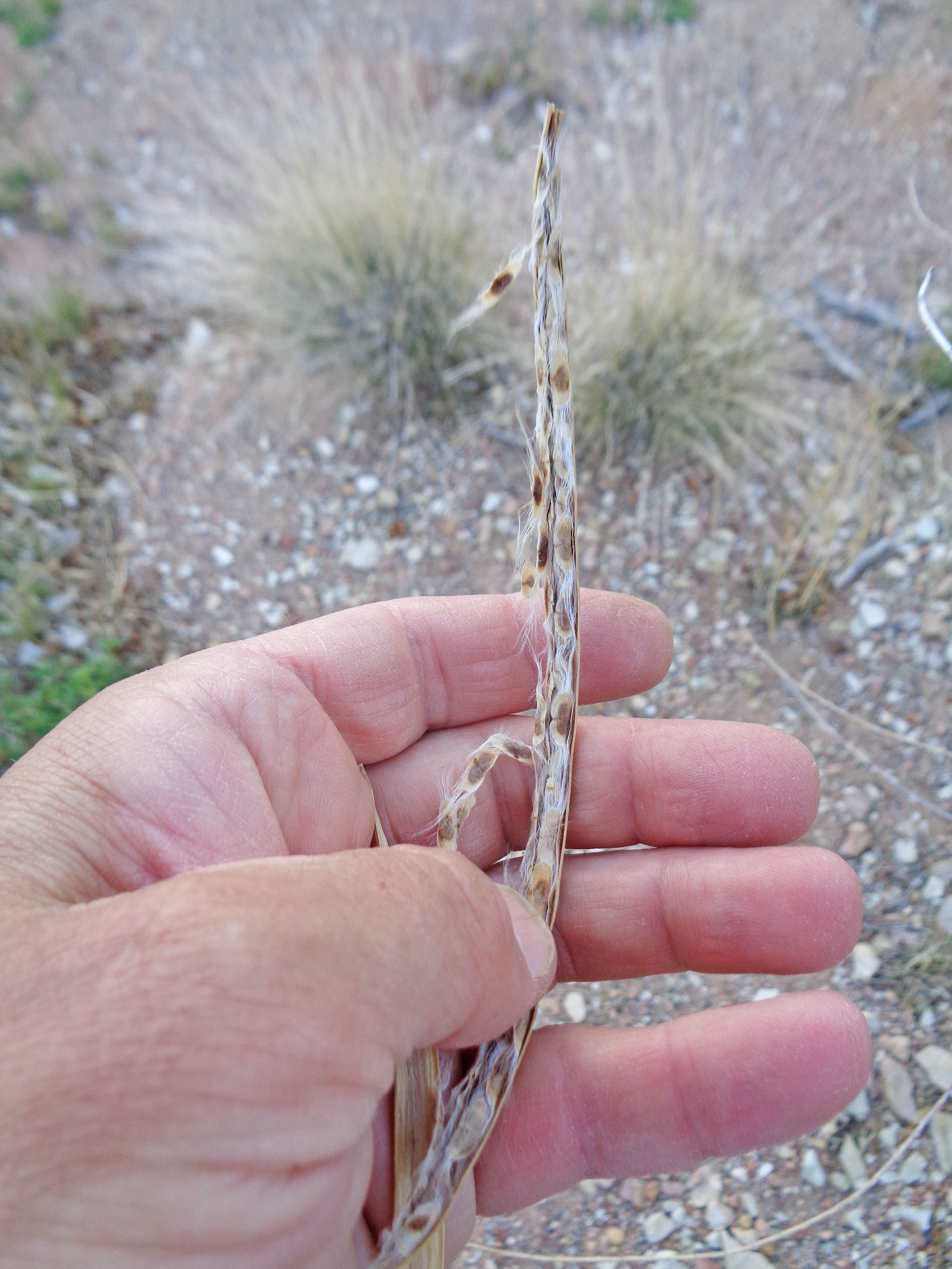 Desert Willow (Chilopsis linearis) | John Denson's World of Gardens