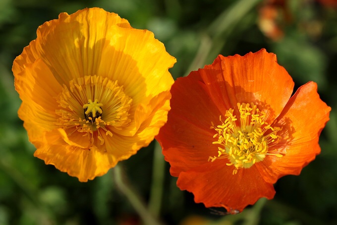 What is an Annual Flower? | John Denson's World of Gardens