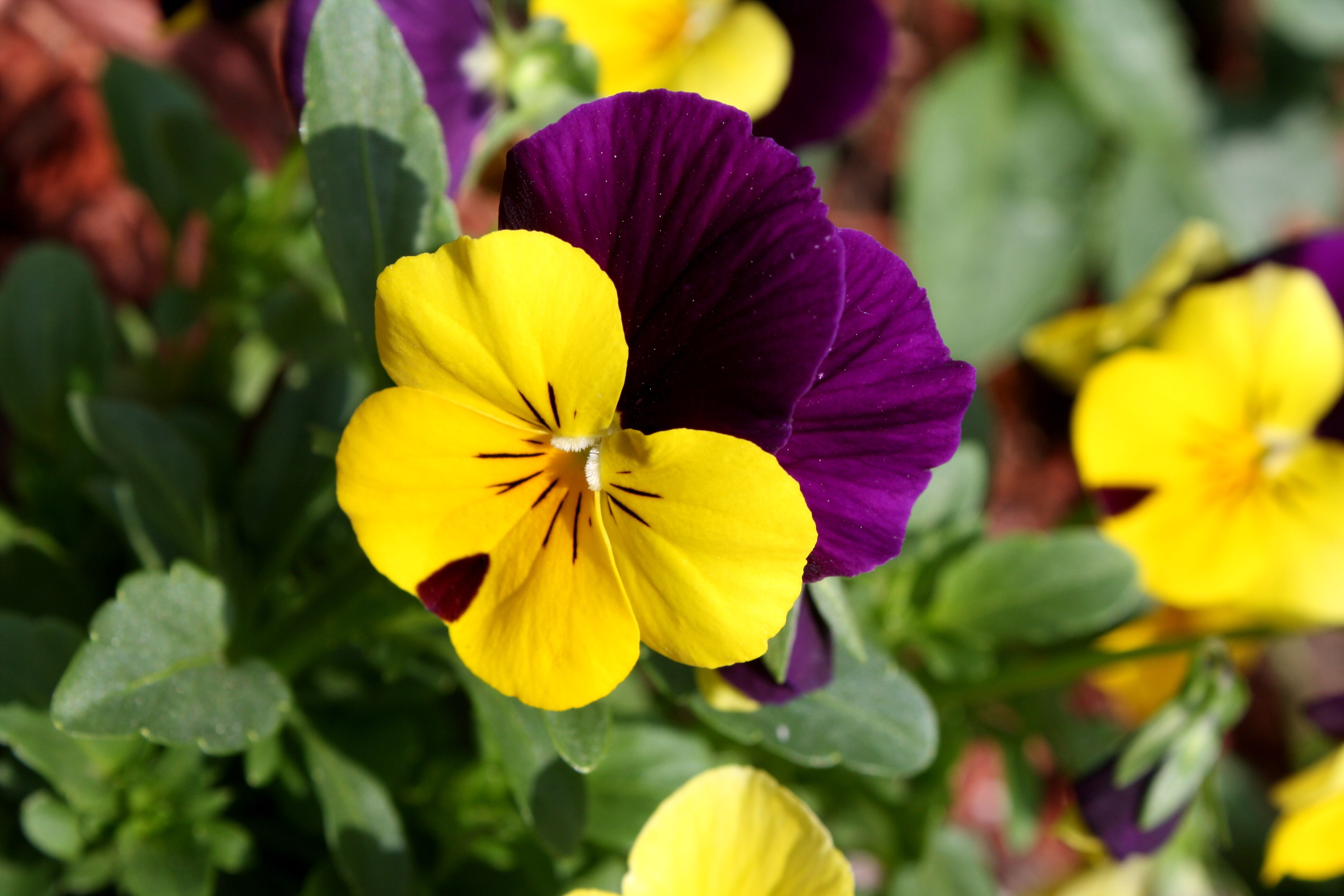 What is an Annual Flower? | John Denson's World of Gardens