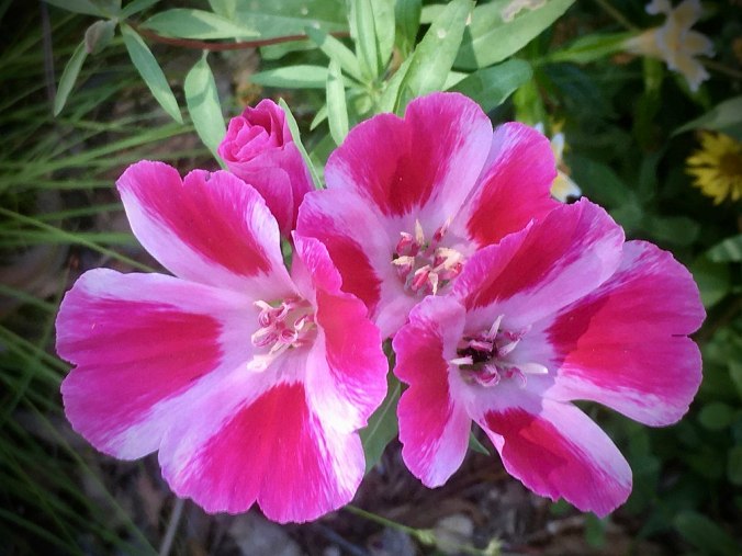 Best Annual Flowers for Arizona and the Low Desert | John Denson's ...