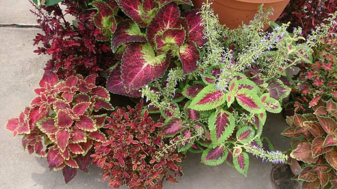 Best Annual Flowers for Arizona and the Low Desert | John Denson's ...