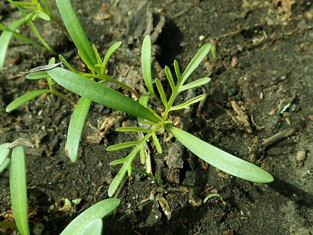 How to Grow Cosmos Flowers from Seed In Arizona | John Denson's World ...