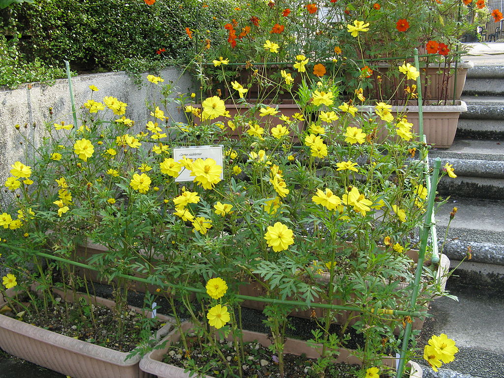 How to Grow Cosmos Flowers from Seed In Arizona | John Denson's World ...
