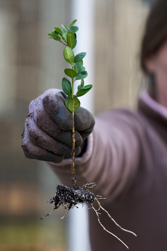 How to Propagate Japanese Boxwoods From Cuttings Without Going Broke ...