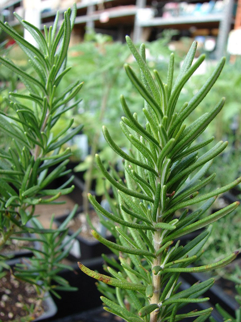 An Easy Way to Propagate Rosemary | John Denson's World of Gardens