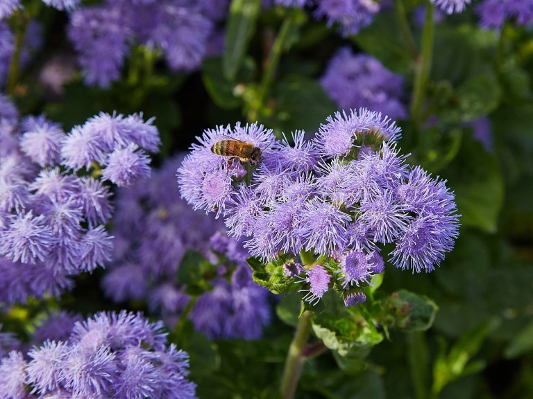 Best Annual Flowers for Arizona and the Low Desert | John Denson's ...