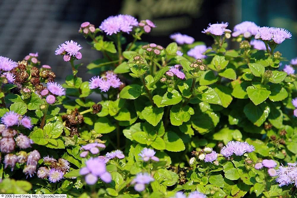 How to Grow Ageratum in Arizona | John Denson's World of Gardens